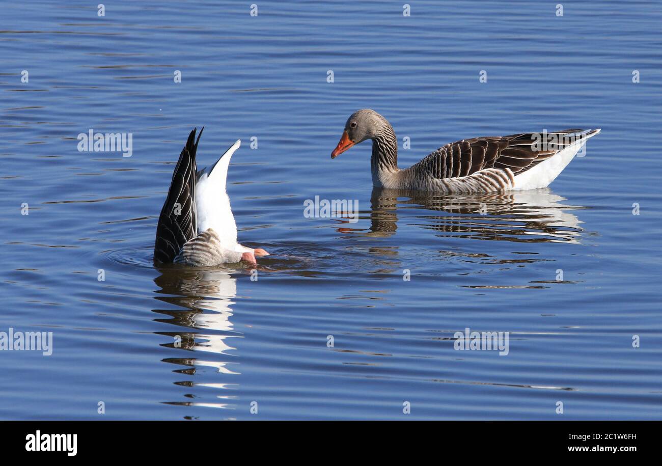 Couple goose hi-res stock photography and images - Alamy