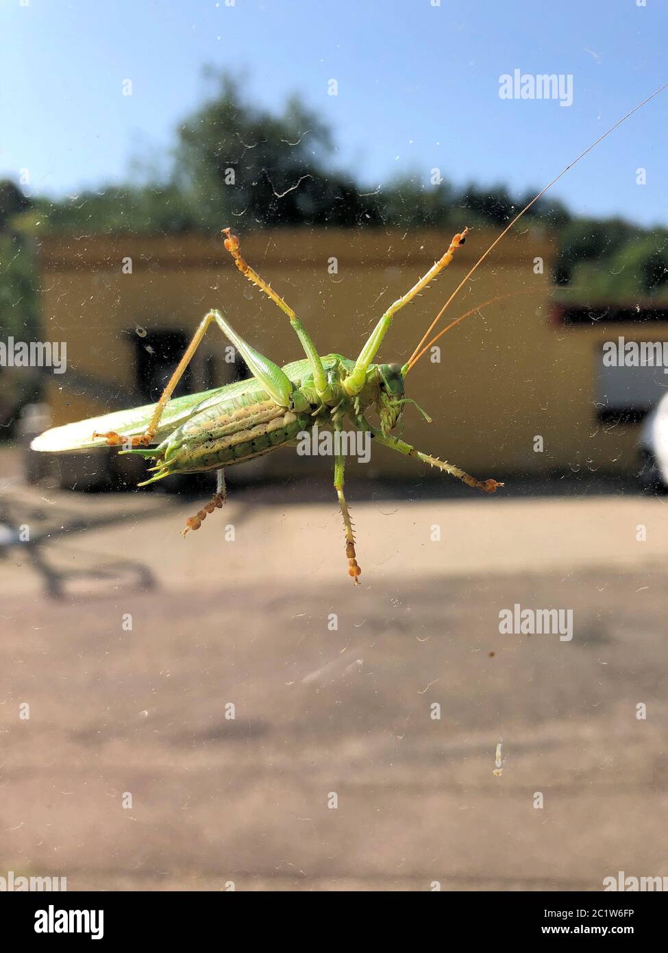 Grasshopper on a glass screen photographed from below Stock Photo - Alamy