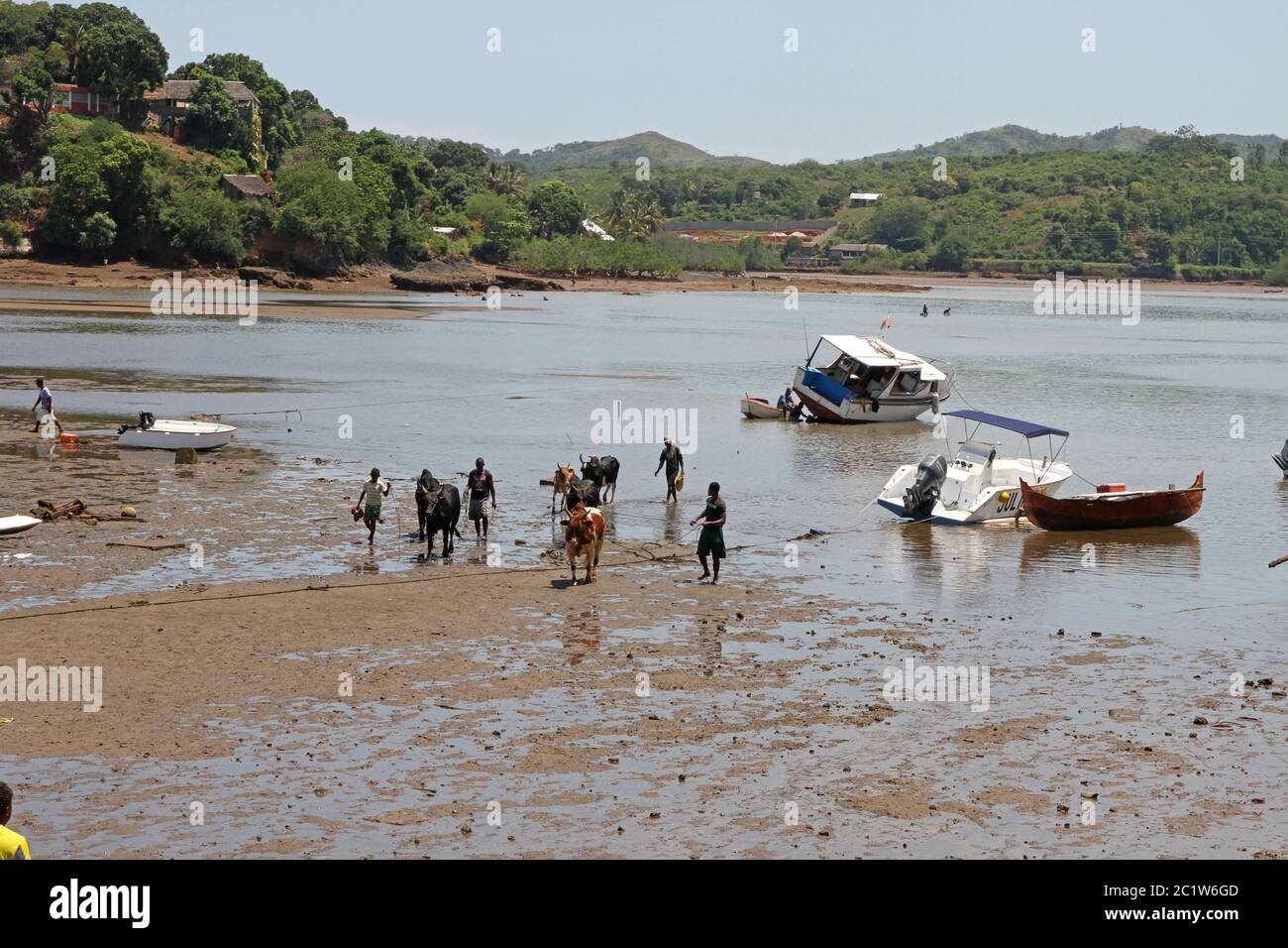 Group of people driving cattle on beach harbour, Andoany Harbour or ...