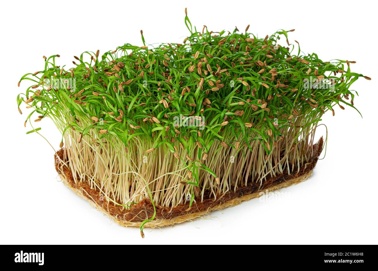 Micro green sprouts of fennel isolated on white Stock Photo - Alamy