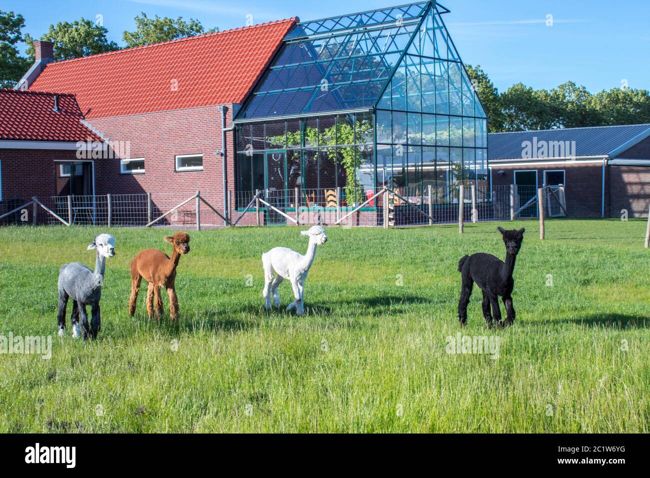 group of alpaca's in front of a greenhouse Stock Photo - Alamy