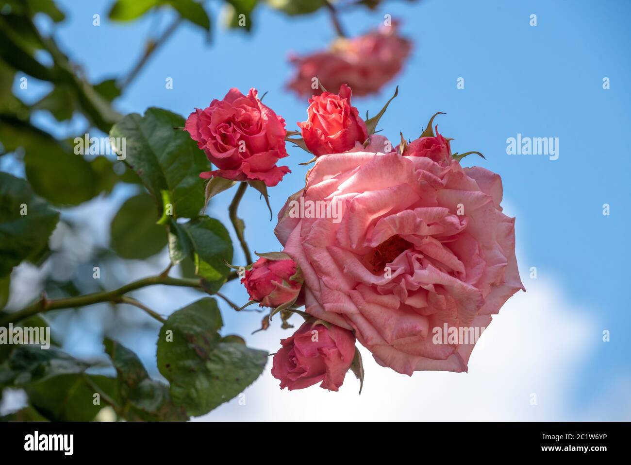 Ballerina rose bush hi-res stock photography and images - Alamy