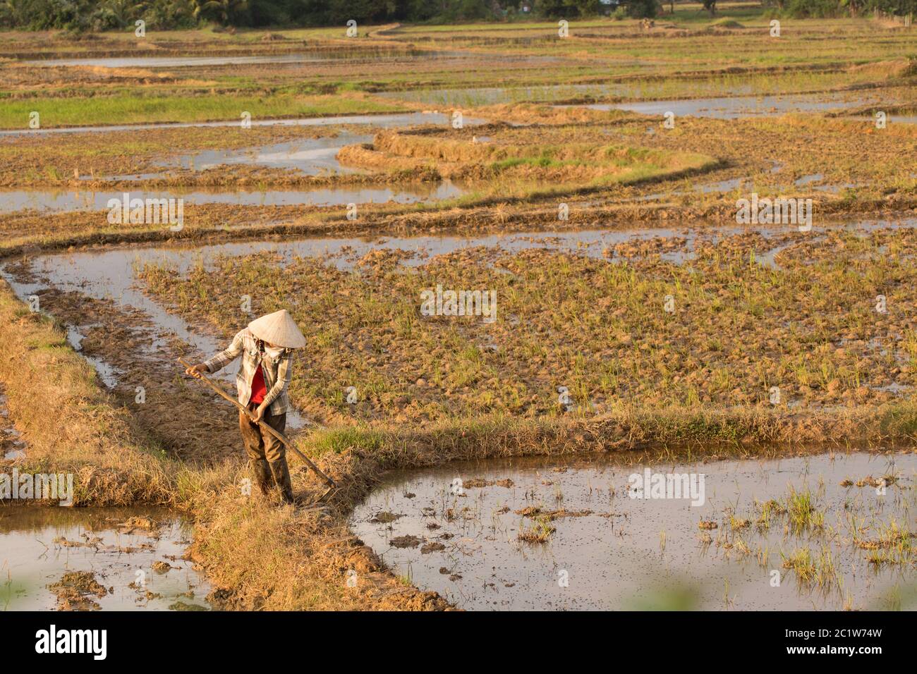 Vietnamese planting rice on a rice paddy field Stock Photo - Alamy
