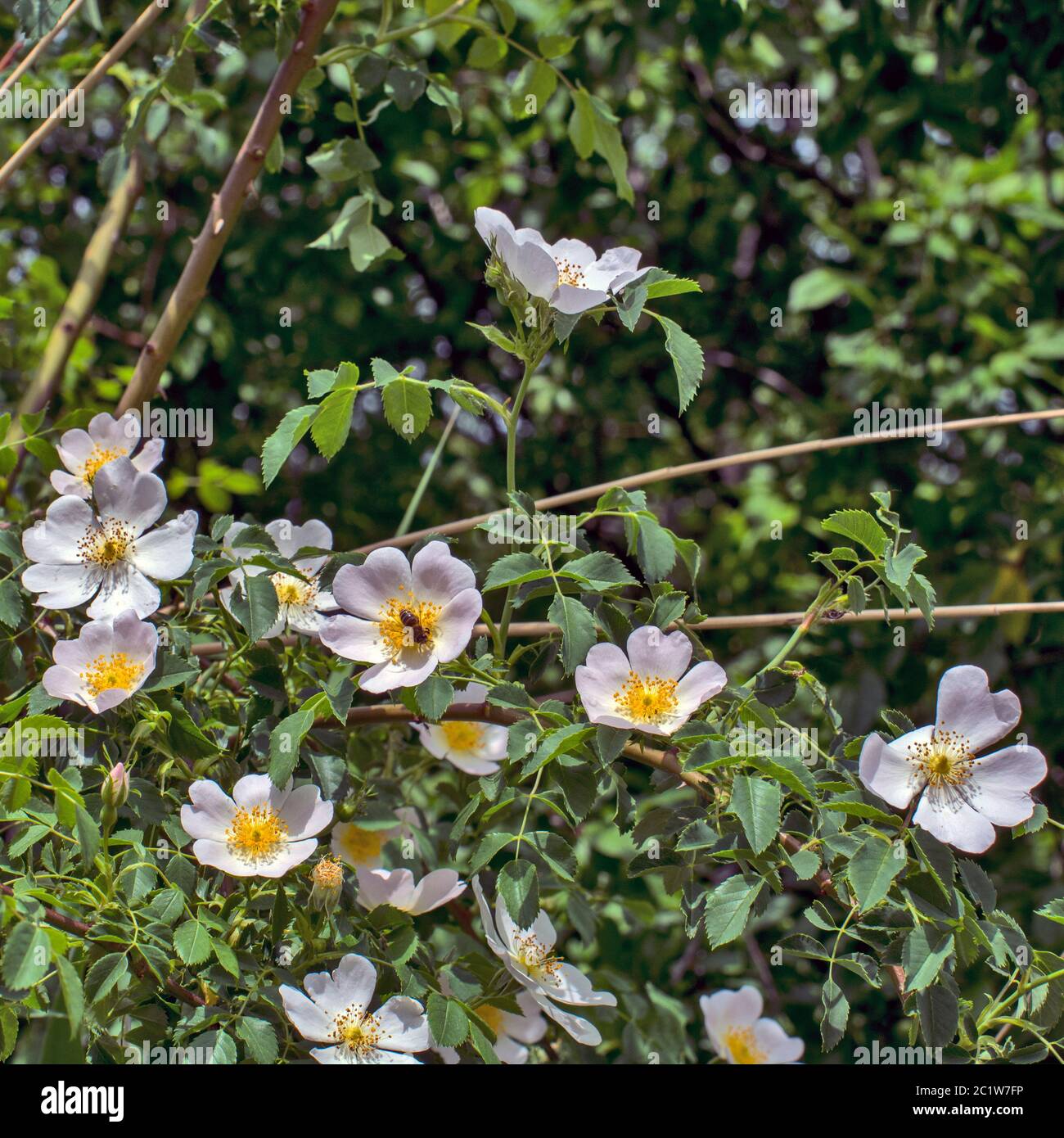 A wild rose that grows freely in nature and brings beautiful and ...