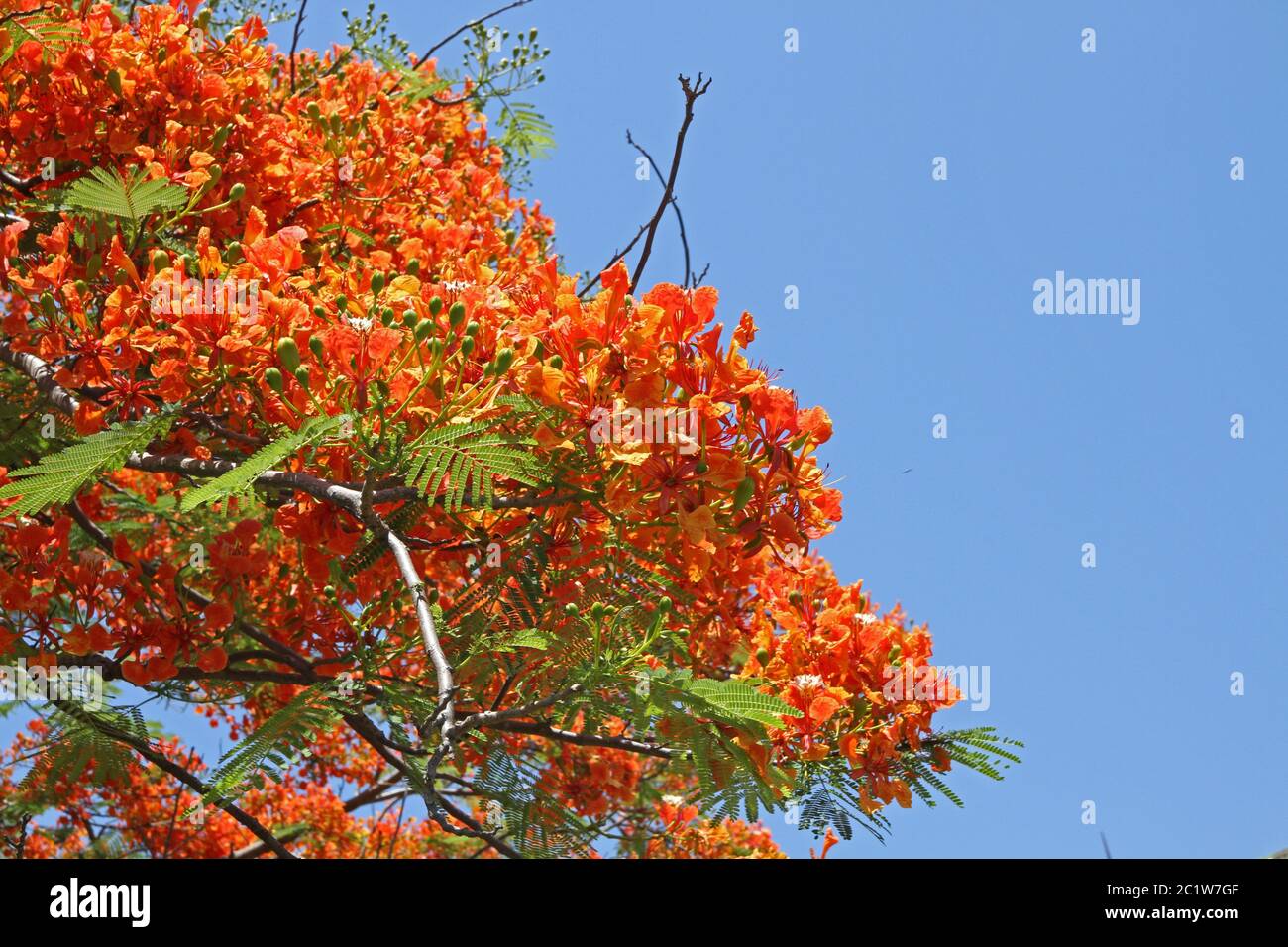 Royal poinciana trees in africa hi-res stock photography and images - Alamy