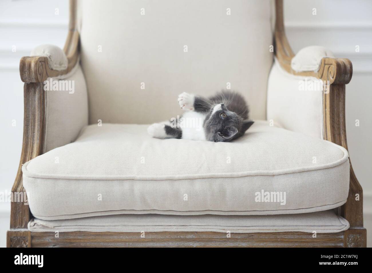 Cute little British shorthair kitten Stock Photo - Alamy