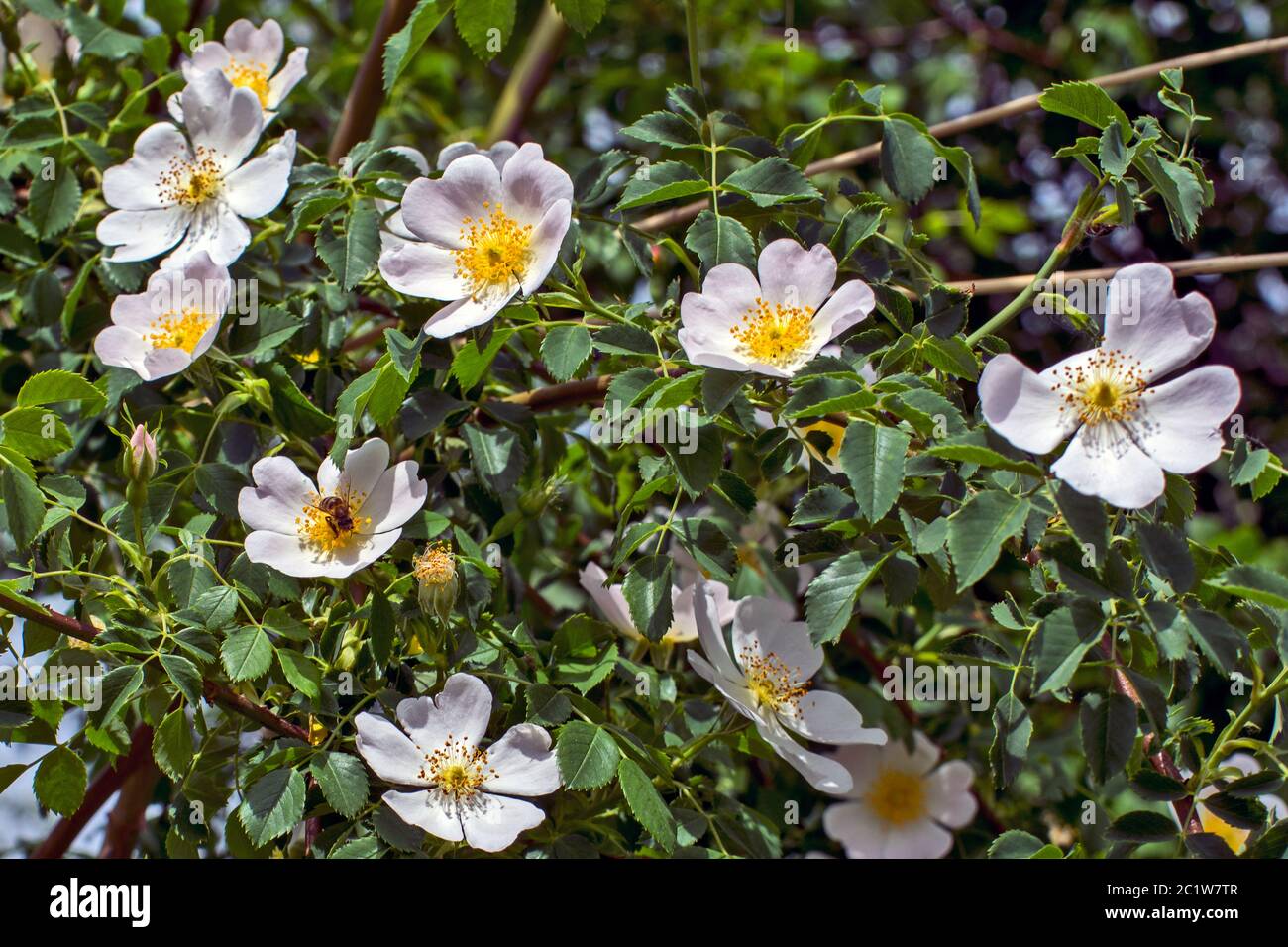 A wild rose that grows freely in nature and brings beautiful and ...