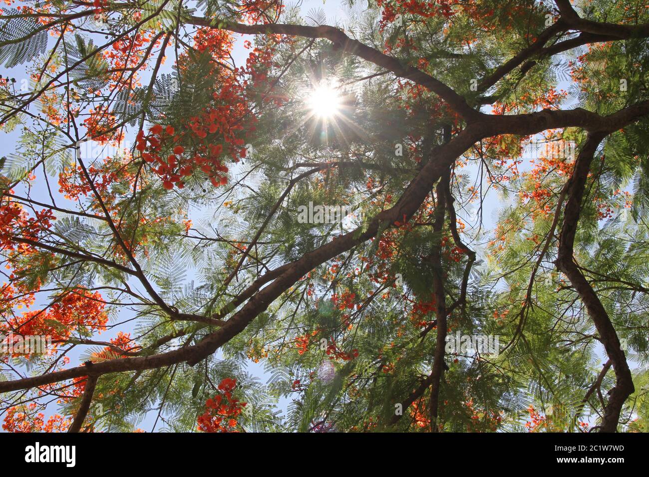 Branches of flame tree in Andoany/Hell-Ville City Centre Square ...