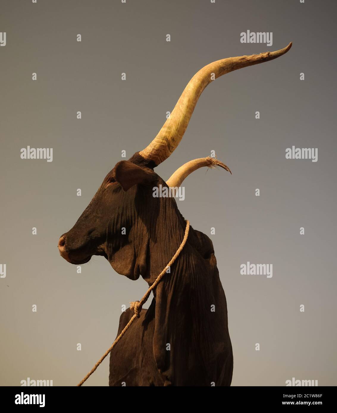 African long horned ankole cattle hi-res stock photography and images ...