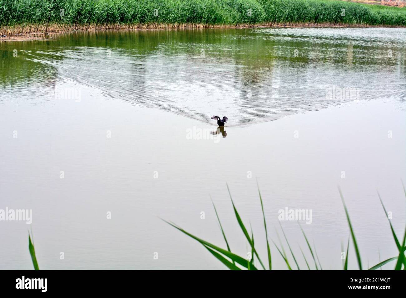 A small pond bird swims in the lake and looks for its mate Stock Photo ...