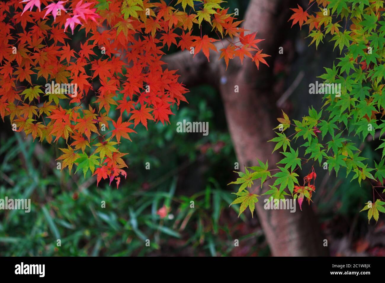 The autumn scenery of Japan where the colors of the Japanese maple that ...