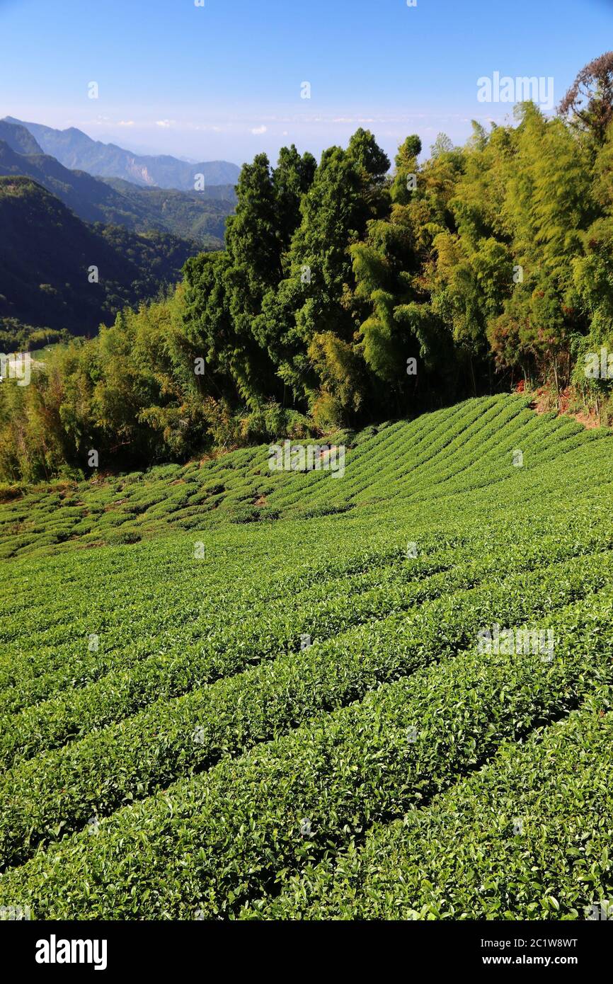 Tea fields in Asia. Taiwan hillside tea plantations in Shizhuo, Alishan ...