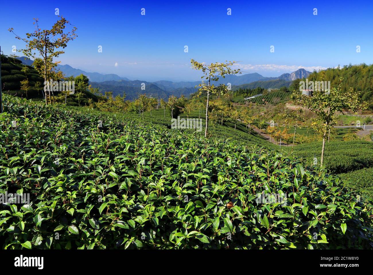 Tea fields in Asia. Taiwan hillside tea plantations in Shizhuo, Alishan ...