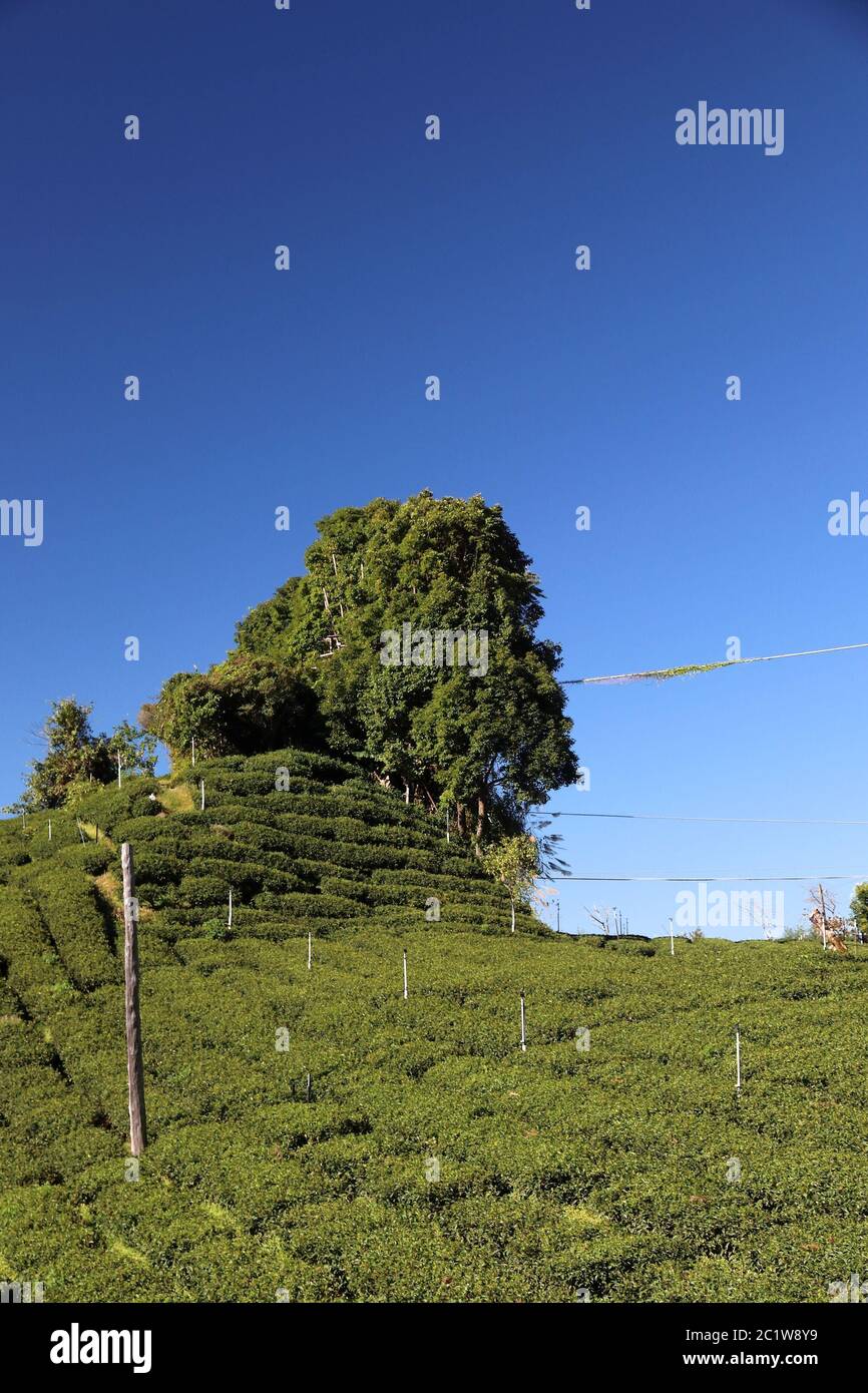 Tea farm in Taiwan. Hillside tea plantations in Shizhuo, Alishan ...