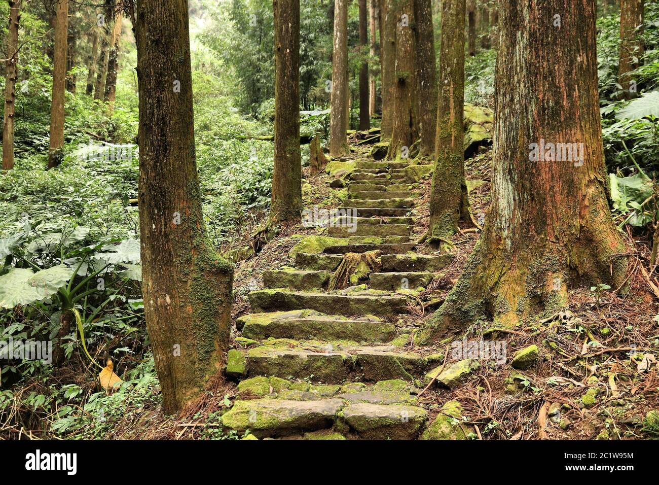 Alishan National Scenic Area High Resolution Stock Photography and ...
