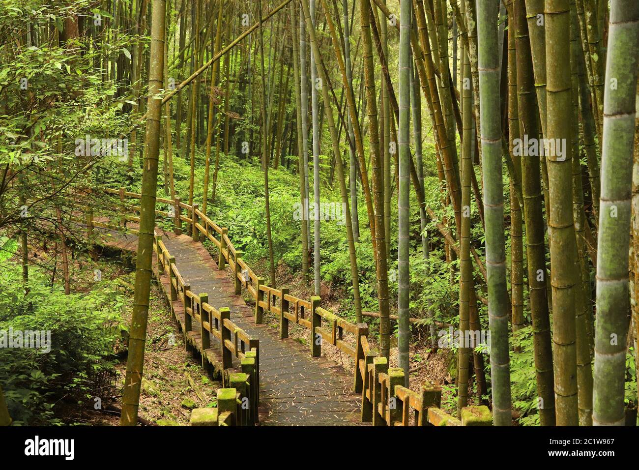 Alishan National Scenic Area High Resolution Stock Photography and ...