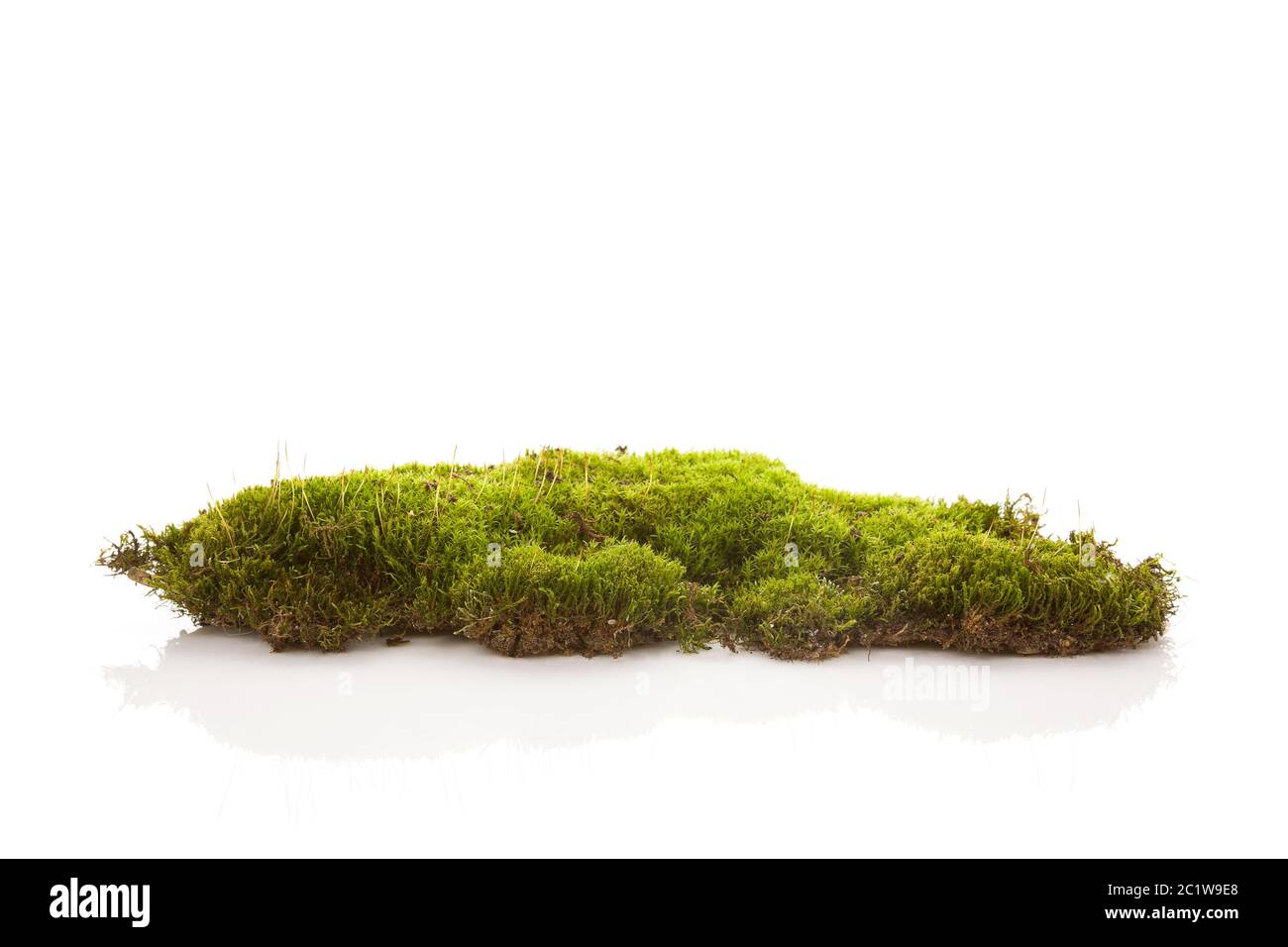 Moss isolated on white background Stock Photo - Alamy