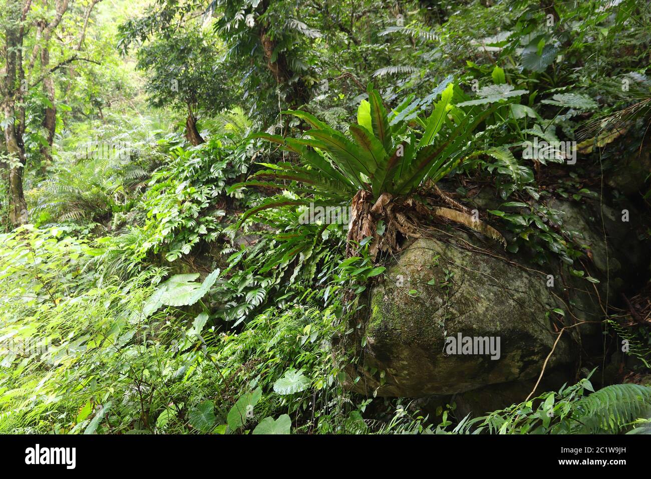 Taiwan jungle. Taroko National Park in Taiwan. Lush rainforest flora ...