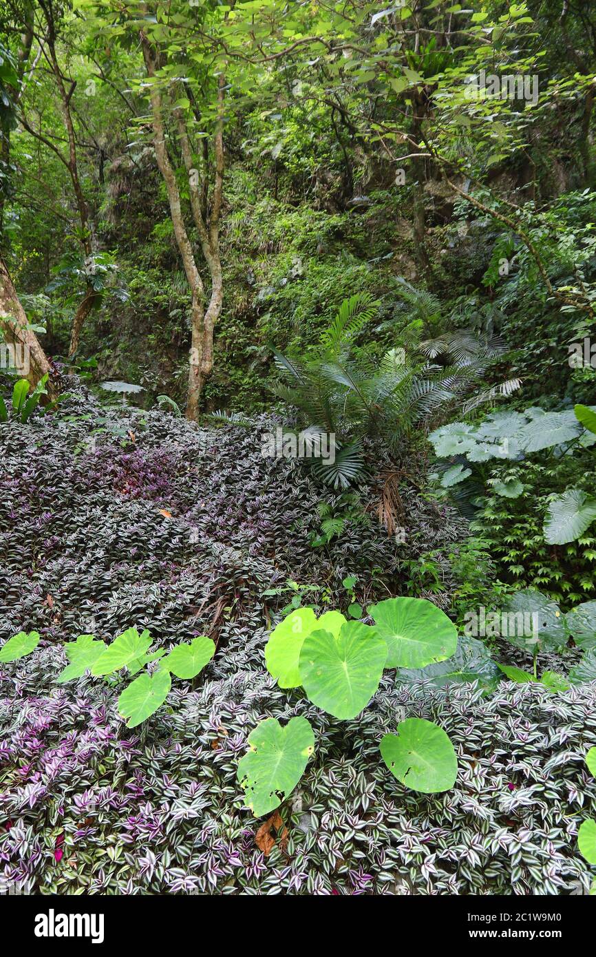 Taiwan jungle. Taroko National Park in Taiwan. Lush rainforest flora ...