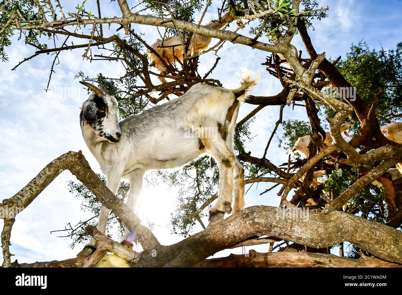 Arabic goats hi-res stock photography and images - Alamy
