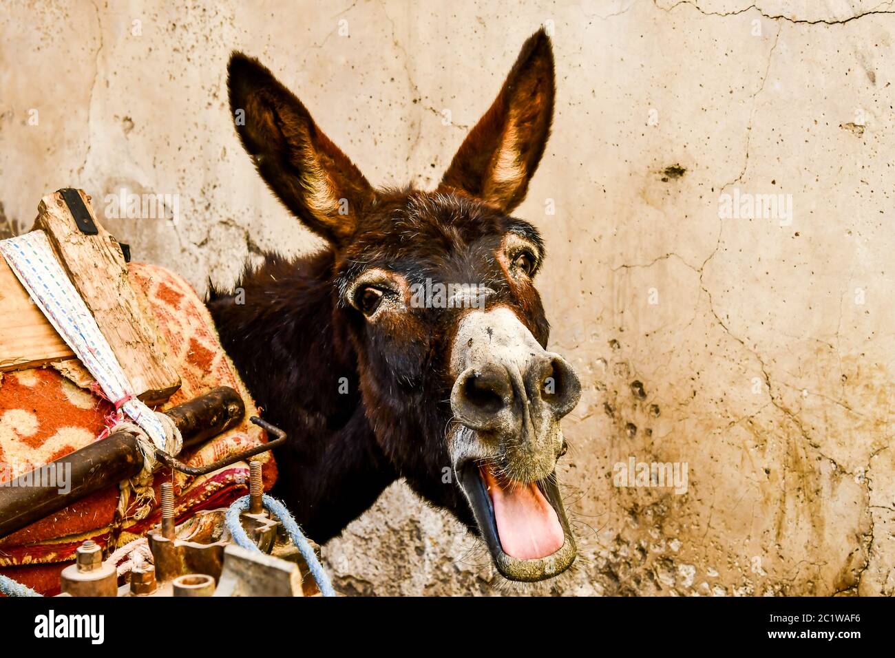 donkey in front of wall, photo as background Stock Photo - Alamy