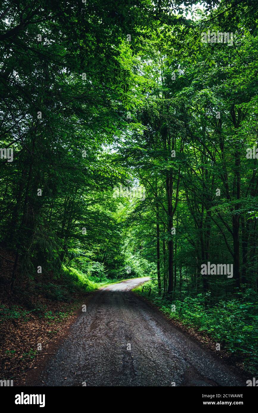 Road in green forest, hiking touristic, adventure concept photo Stock ...