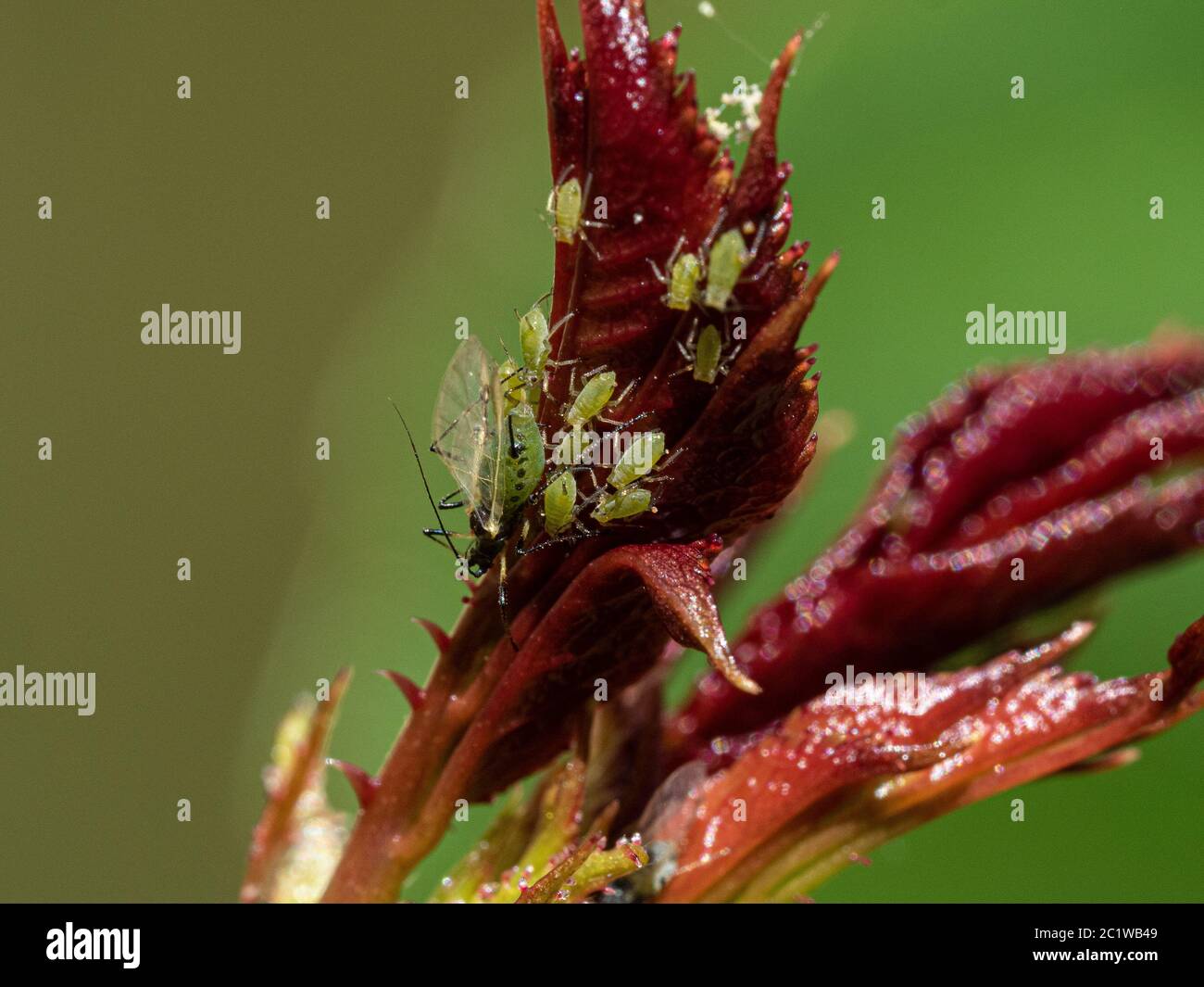 A close up of a group of green aphids feeding on a young rose shoot ...