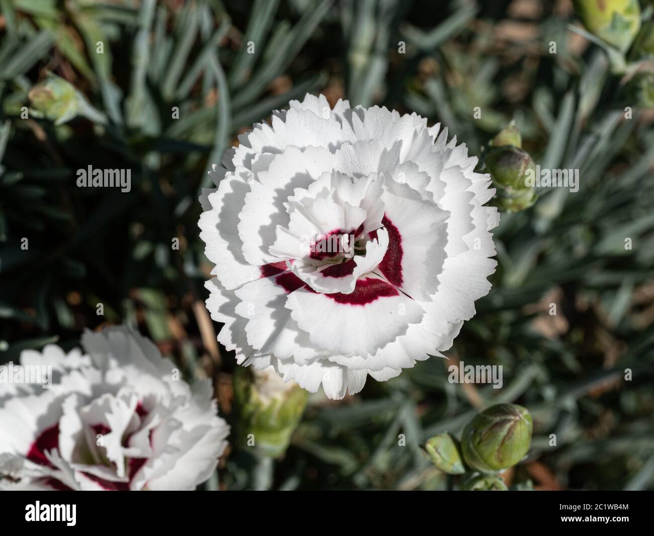 Red white dianthus flowers hi-res stock photography and images - Alamy