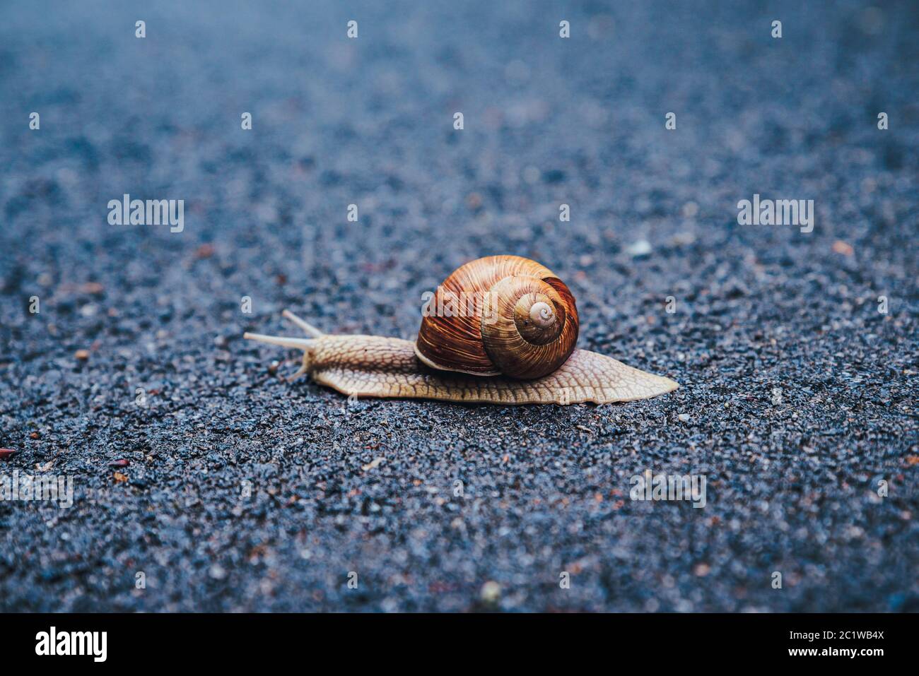 Slug in the nature after rain Stock Photo - Alamy
