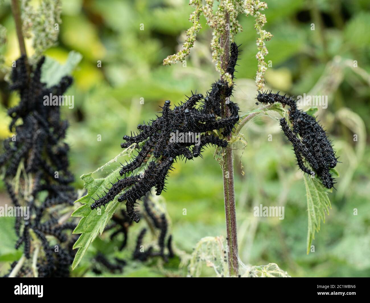 Butterfly caterpillars on a stinging nettle hi-res stock photography ...