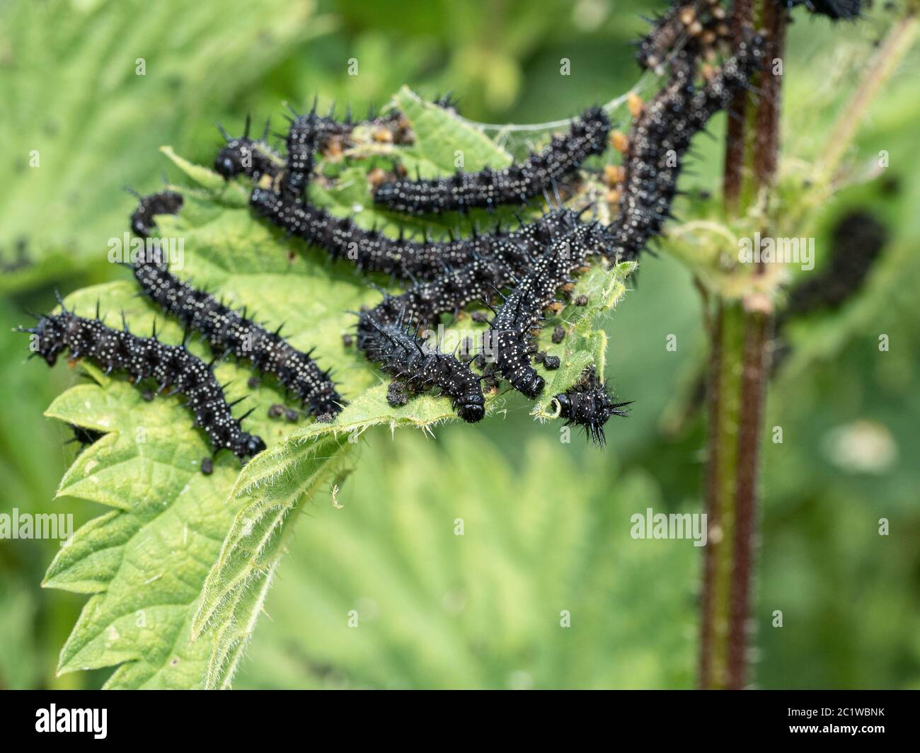 Butterfly caterpillars on a stinging nettle hi-res stock photography ...