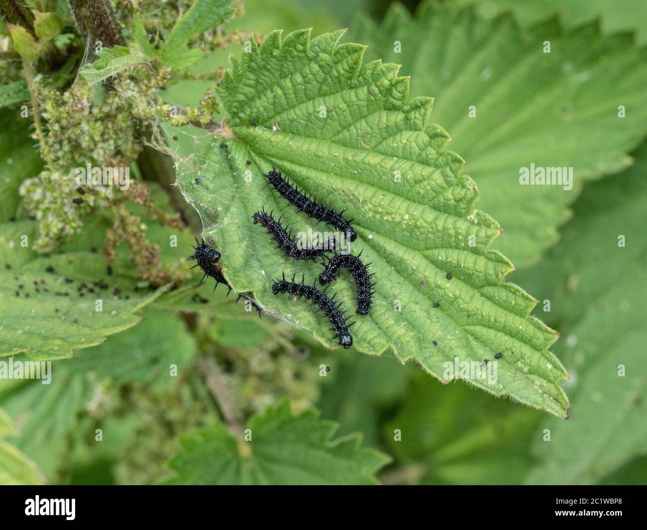 A close up of a group of young peacock butterfly caterpillars feeding ...