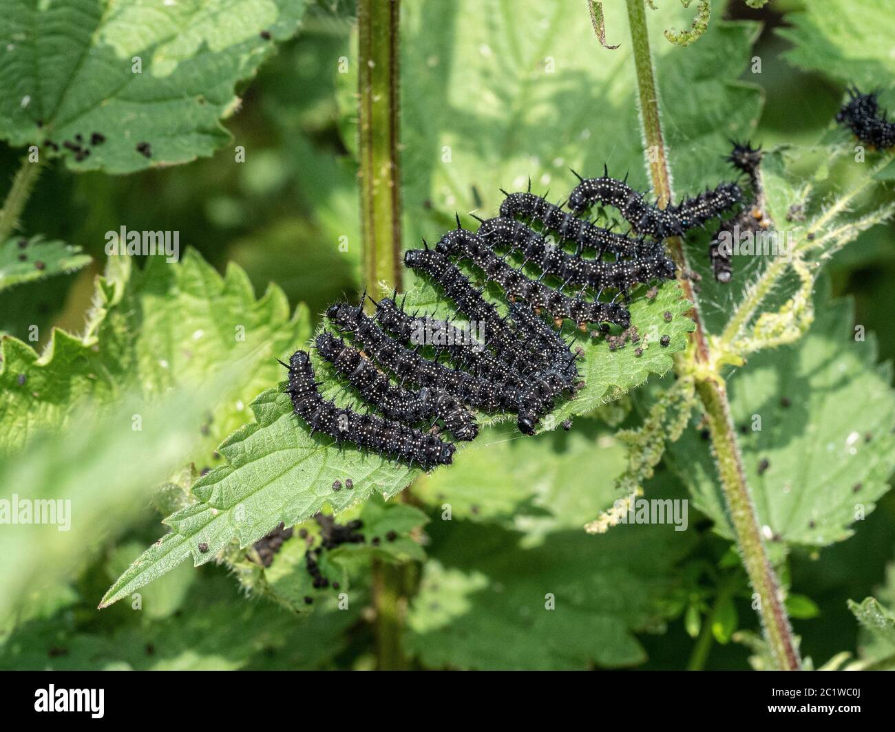 A close up of a group of young peacock butterfly caterpillars feeding ...