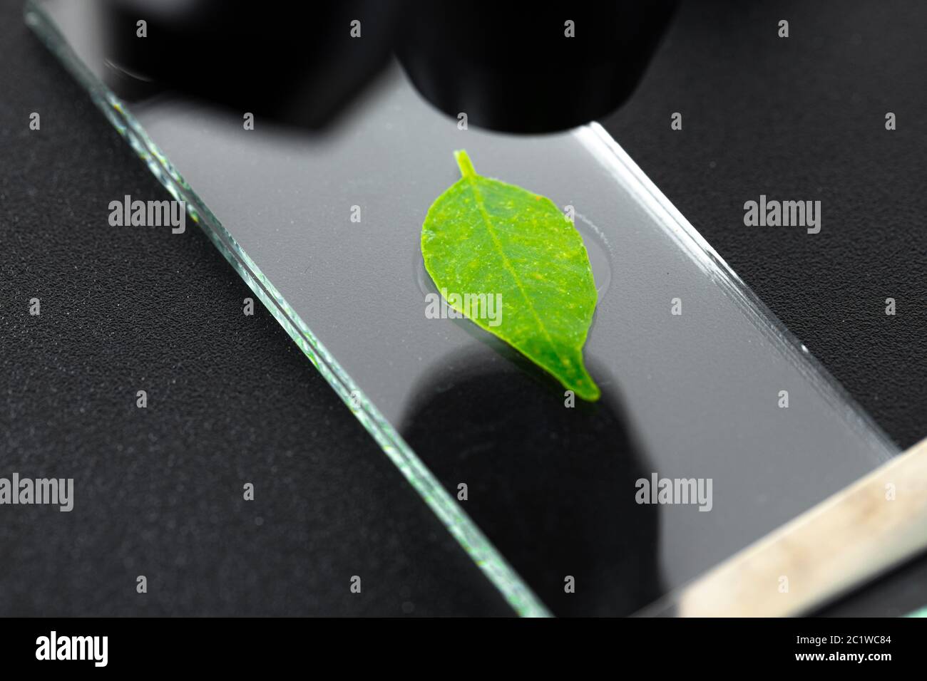 Close up of a plant leaf on a glass slide in a microscope ...