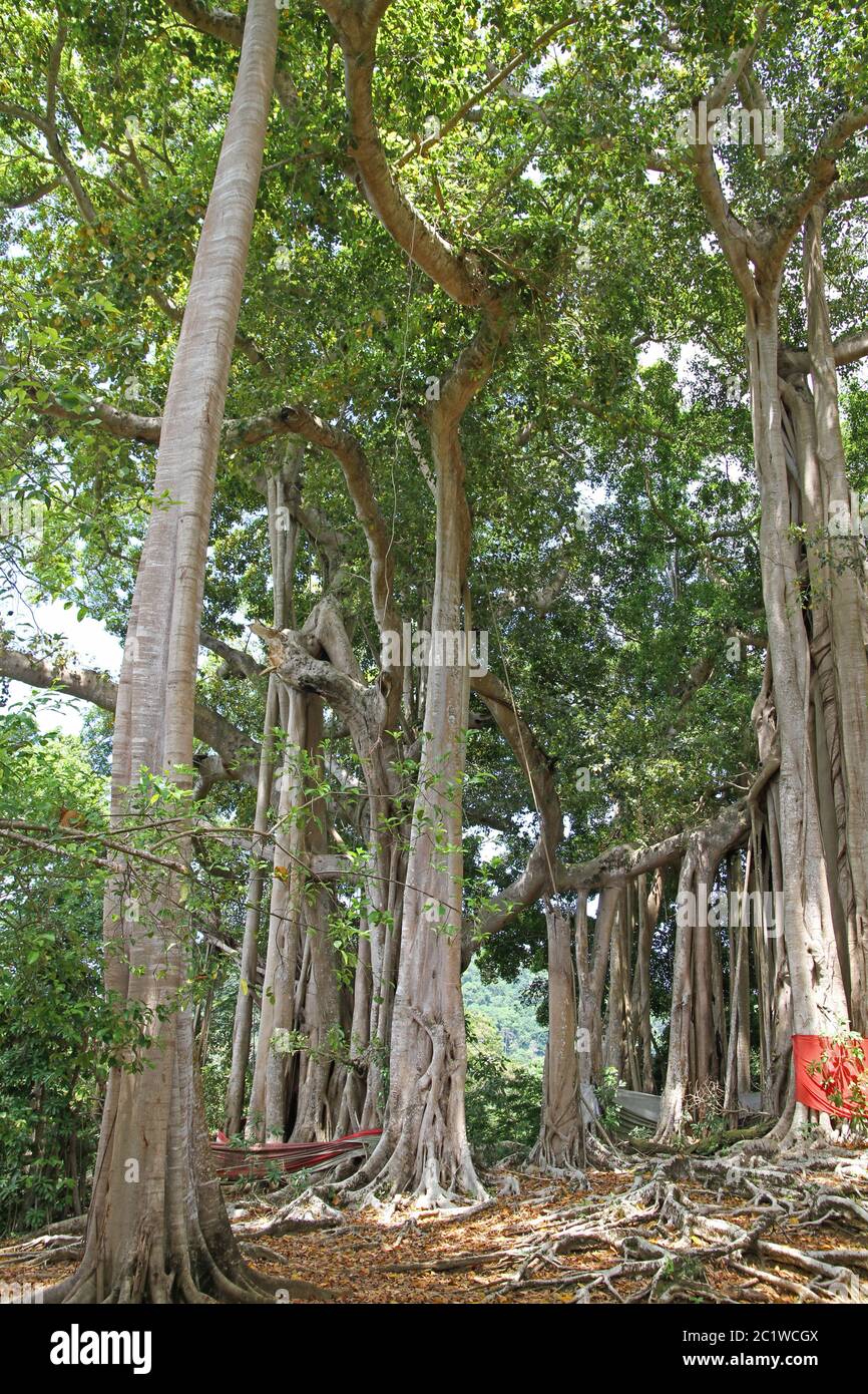 Sacred banyan tree in banyan forest, (Ficus Urostigma), Andoany/Hell ...