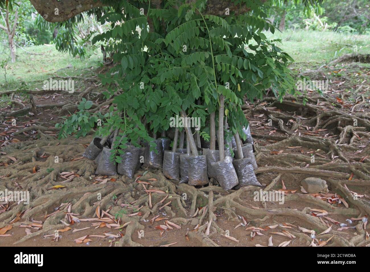 Banyan tree seedlings for sale, banyan tree forest, Andoany/Hell-Ville ...