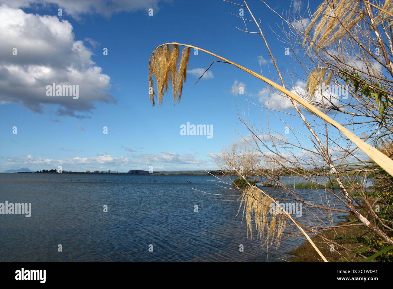 Lake Taupo in New Zealand's North Island. Waihi Scenic Reserve Stock ...