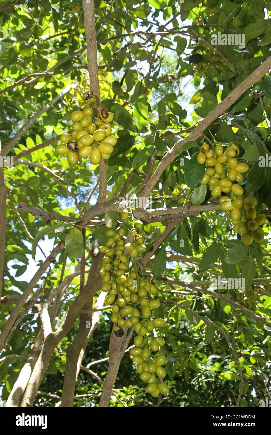 Rainforest canopies hi-res stock photography and images - Alamy
