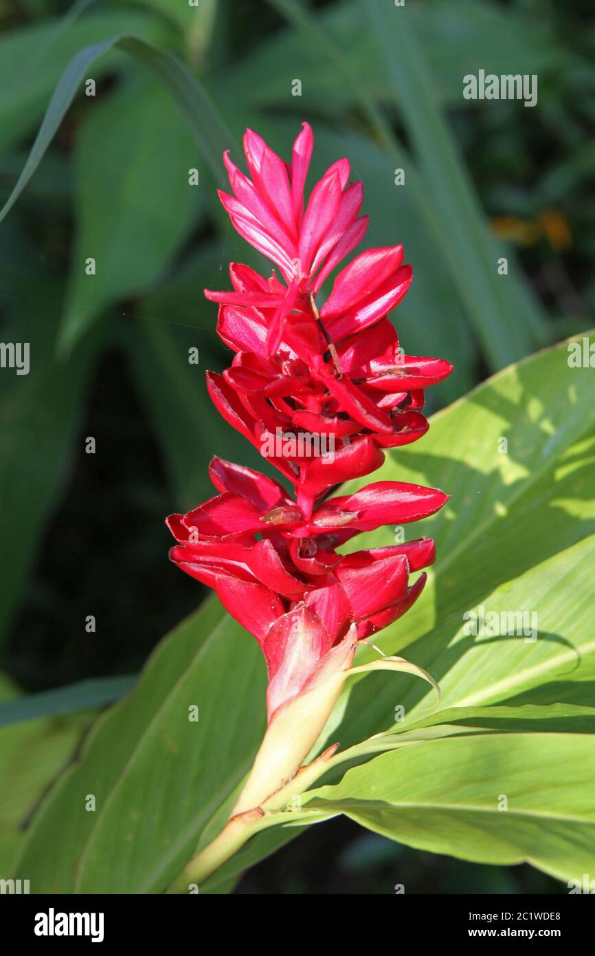 Ostrich plume flower in rainforest, (Alpinia purpurata), Ampangorinana ...