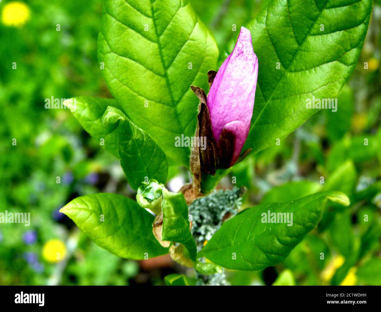 Single bright red magnolia bud surrounded by greenery Stock Photo - Alamy