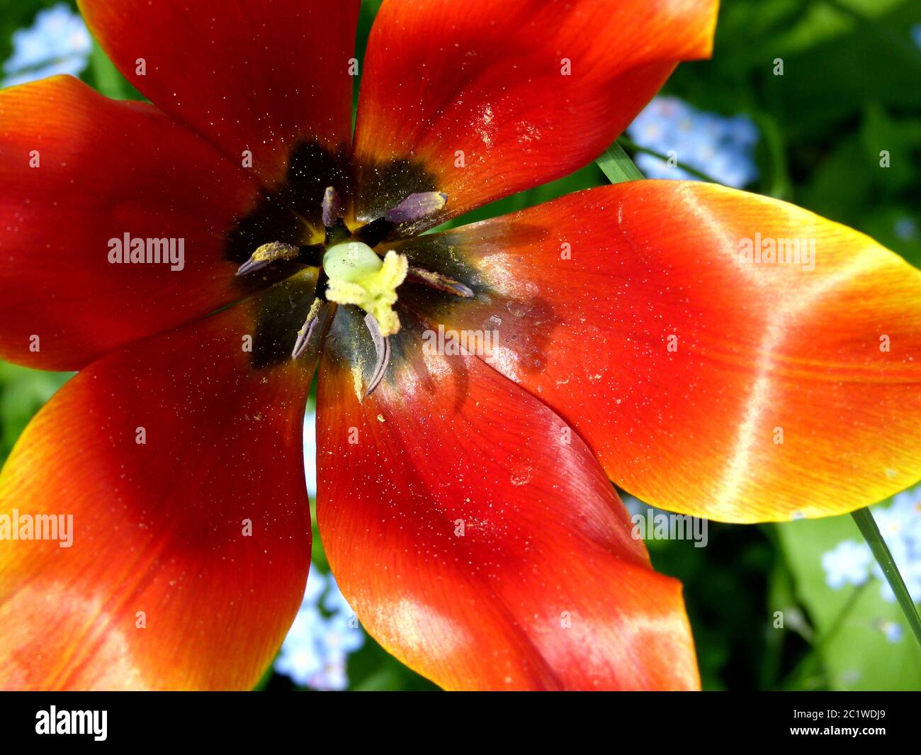 Deep yellow petal tips hi-res stock photography and images - Alamy