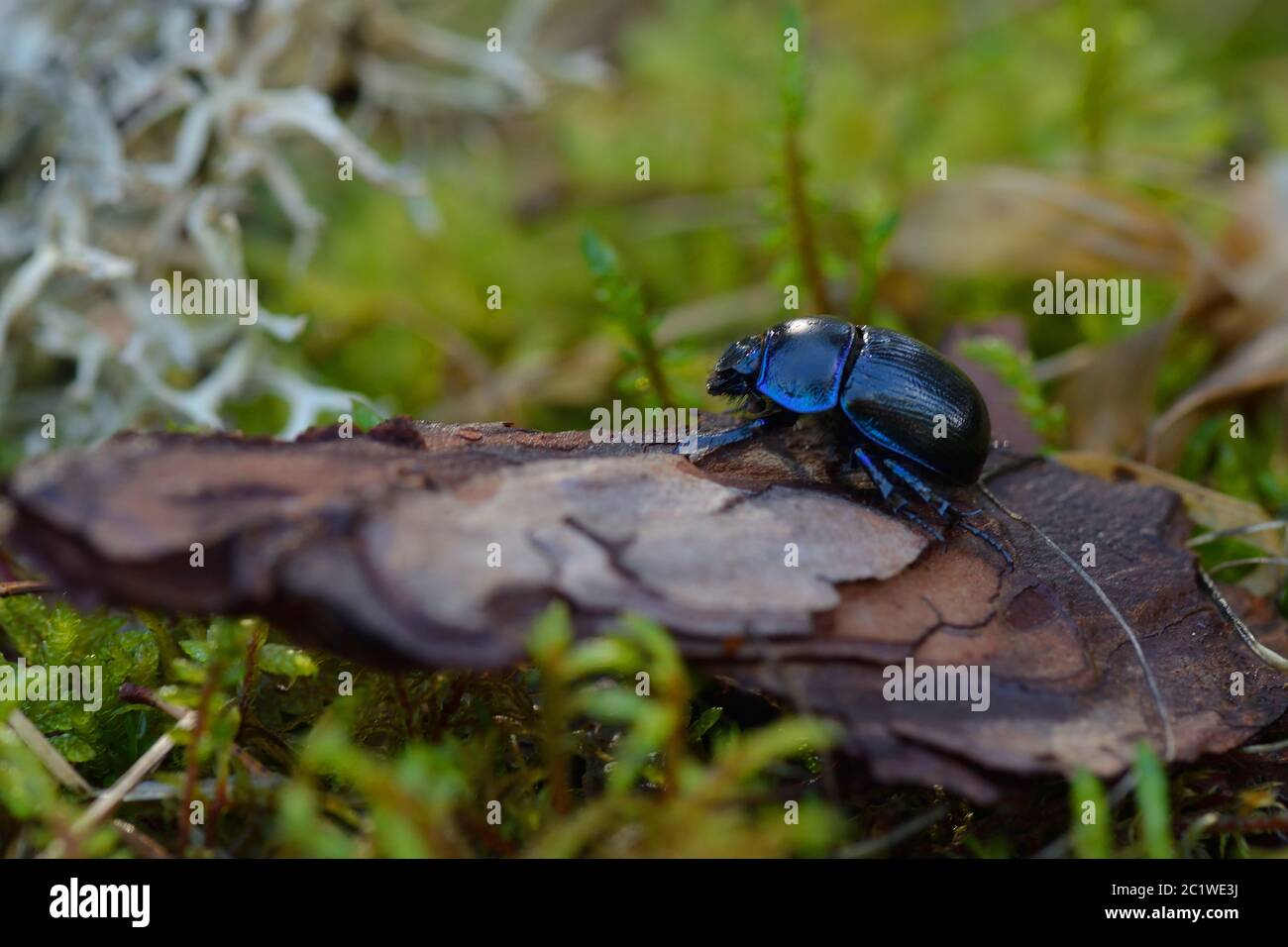Earth-boring dung beetles in the forest Stock Photo - Alamy