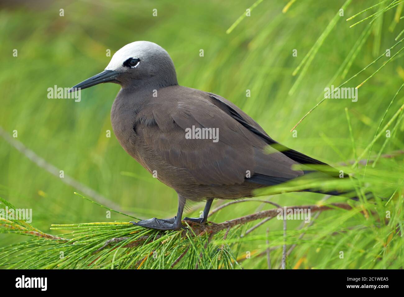 Lesser noddy hi-res stock photography and images - Alamy