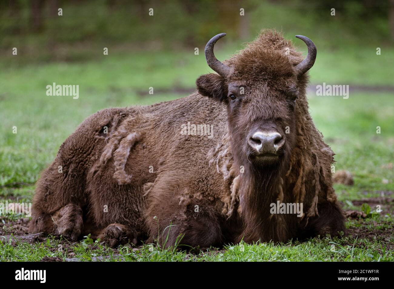 European bison in a forrest Stock Photo - Alamy