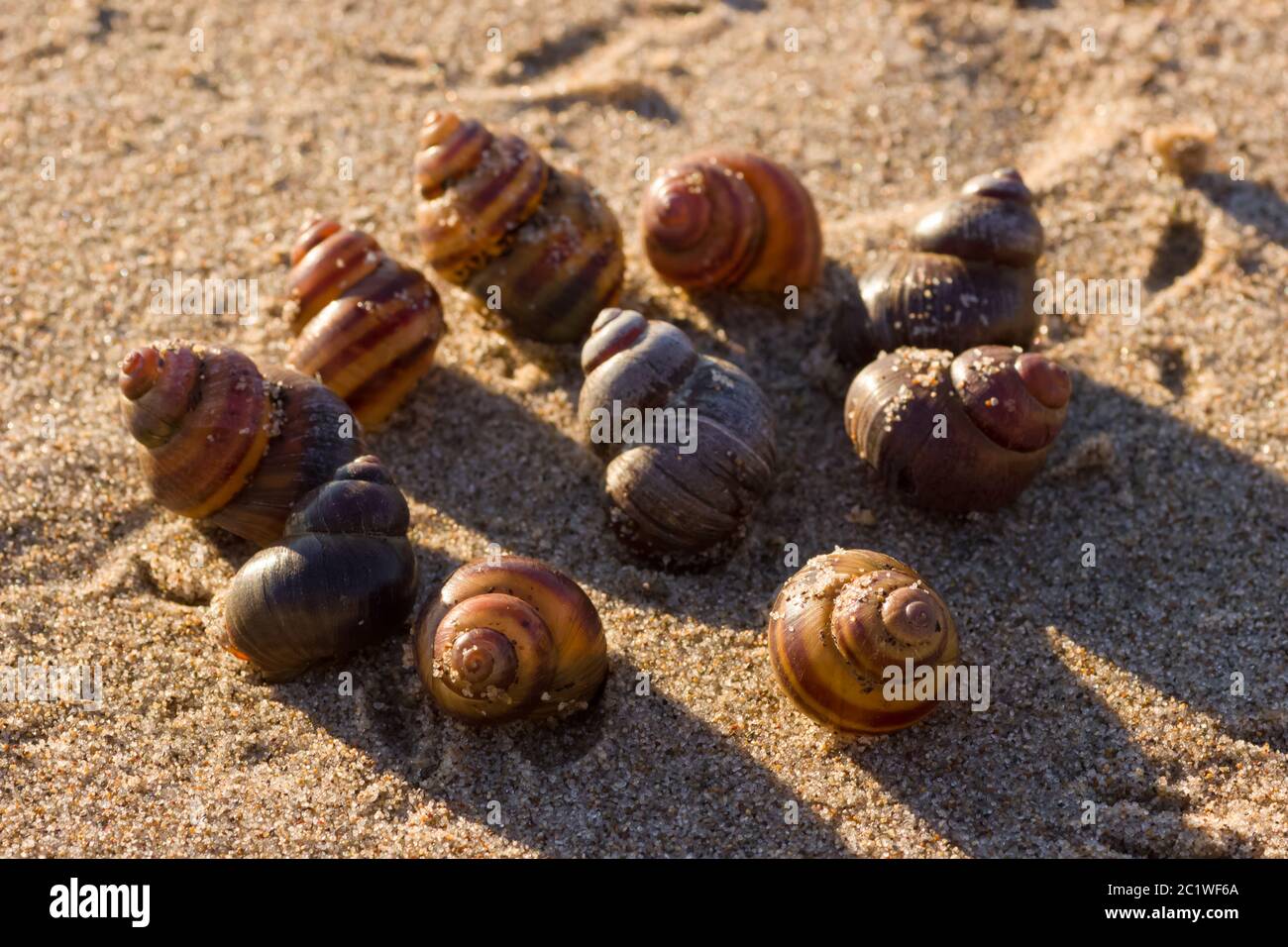 Ten seashells in the sand Stock Photo - Alamy