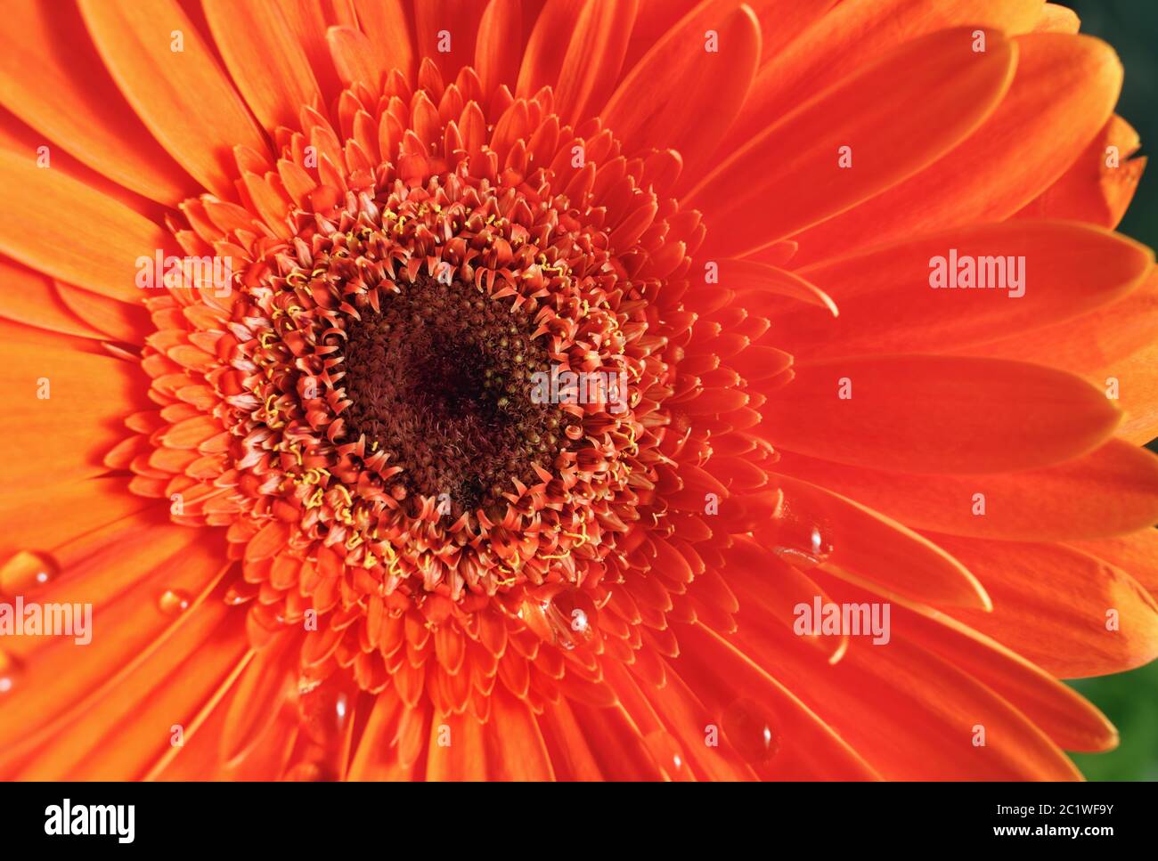Orange gerbera flower Stock Photo - Alamy