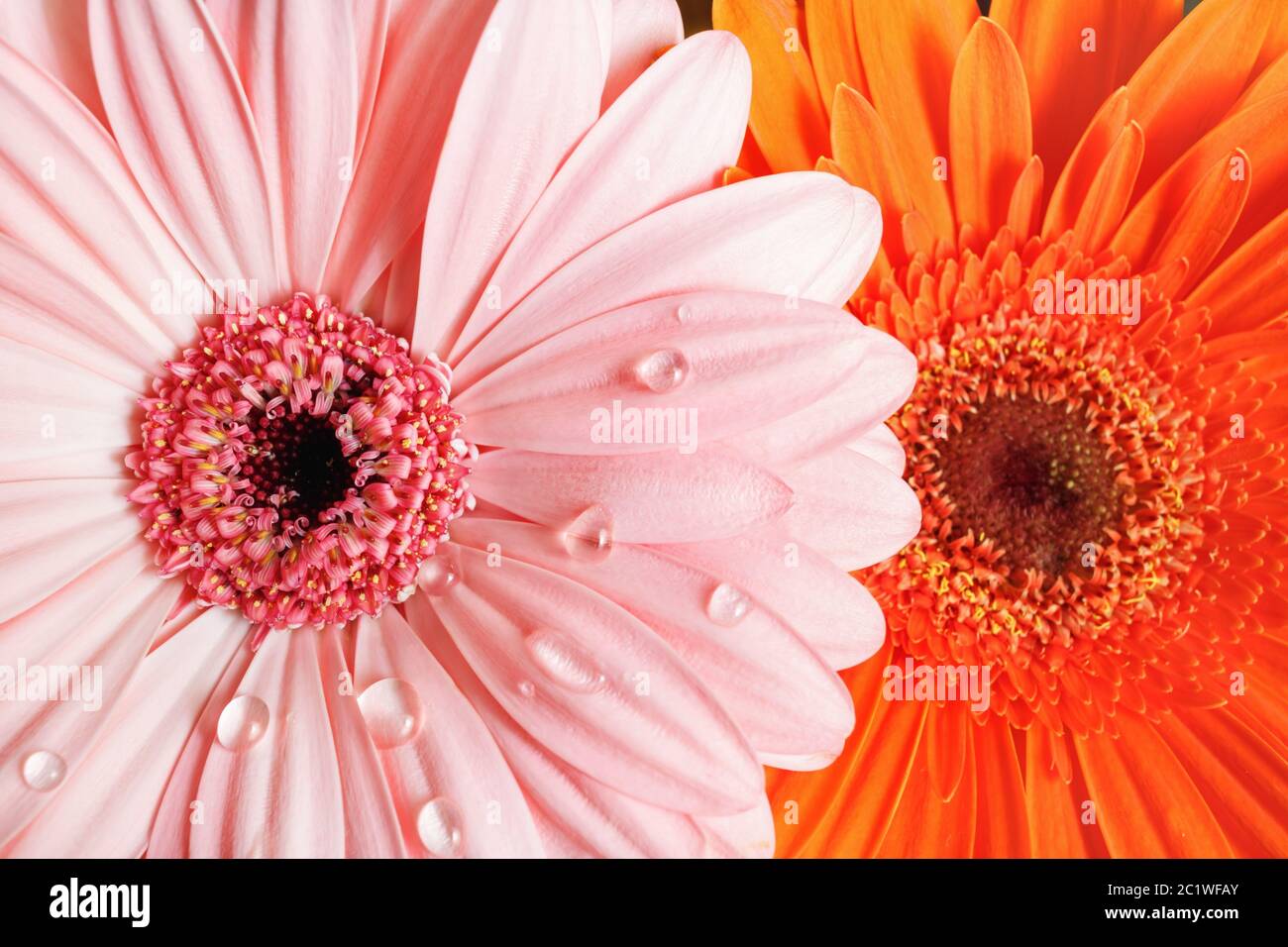 Closeup vivid bright orange gerbera hi-res stock photography and images ...