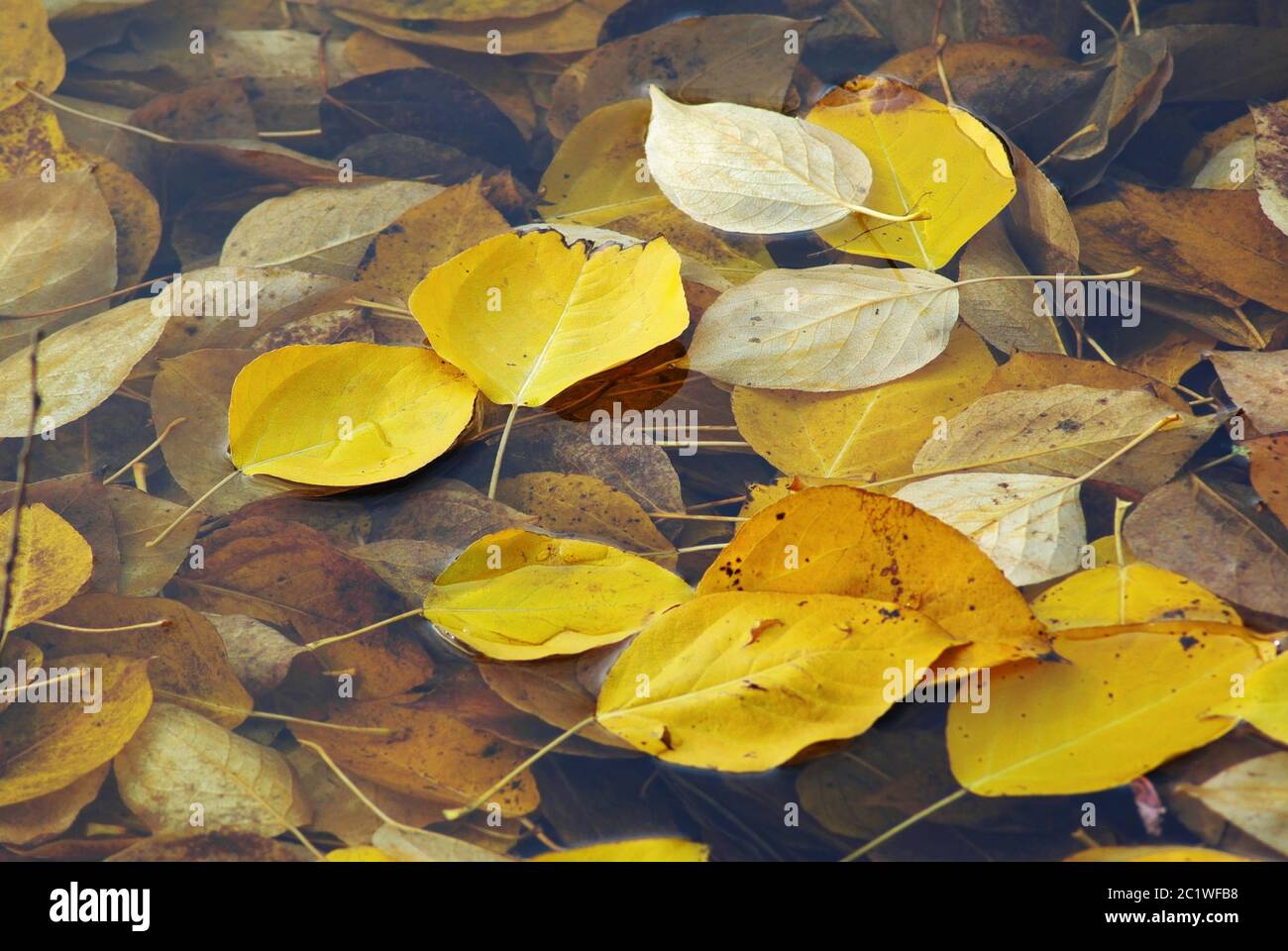 Leaves in water Stock Photo - Alamy