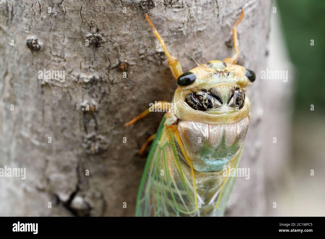 Macro image of a newly cicada molting process Stock Photo - Alamy