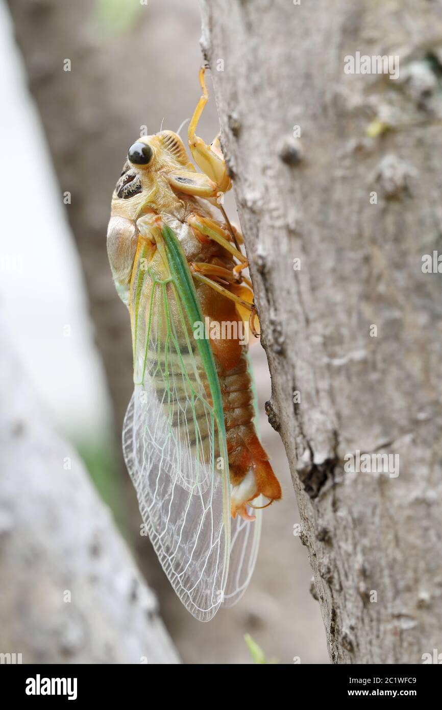 Macro image of a newly cicada molting process Stock Photo - Alamy